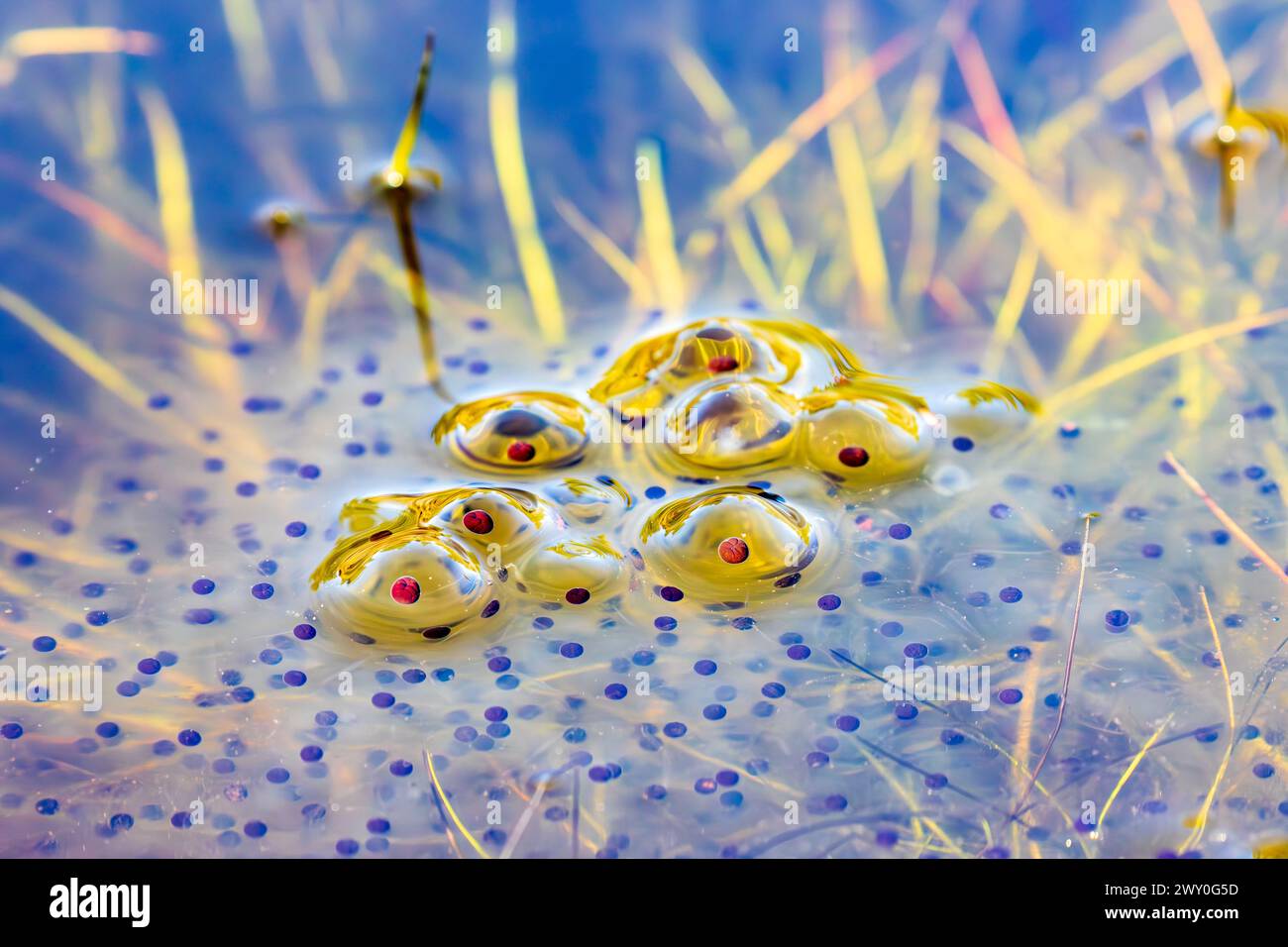 Close up of frog spawn in a pond with some above the surface of the ...