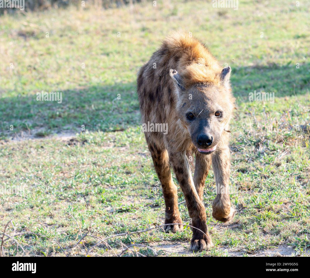 A Spotted Hyena, Crocuta crocuta, is seen walking across a grass ...
