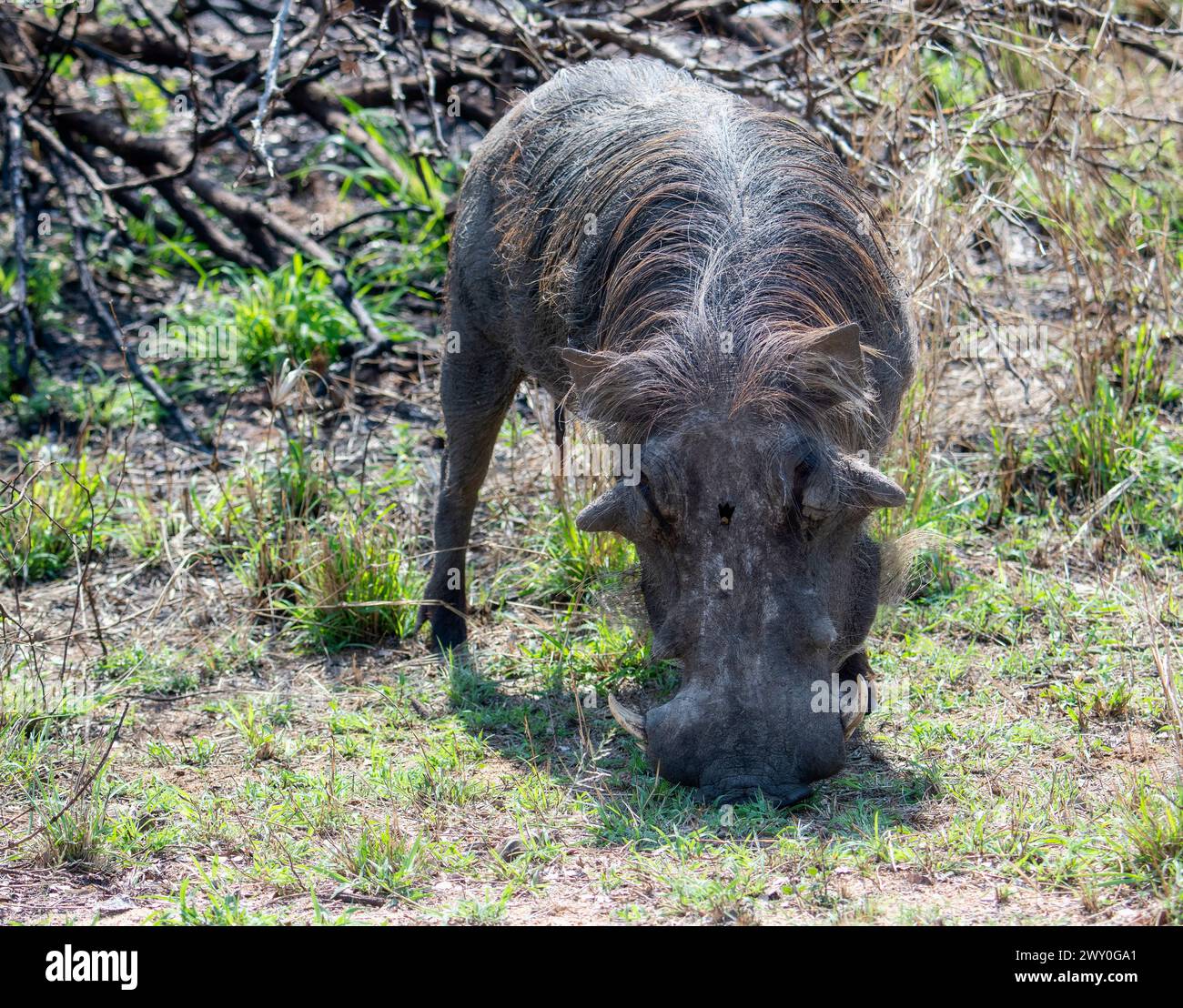 A Southern Warthog, Phacochoerus africanus ssp. sundevallii, is feeding ...