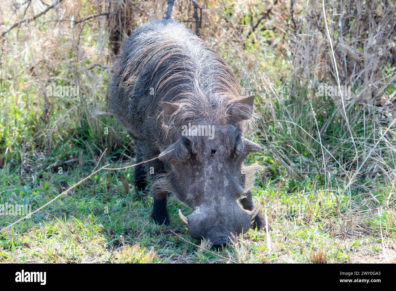 A Southern Warthog, Phacochoerus africanus ssp. sundevallii, is feeding ...
