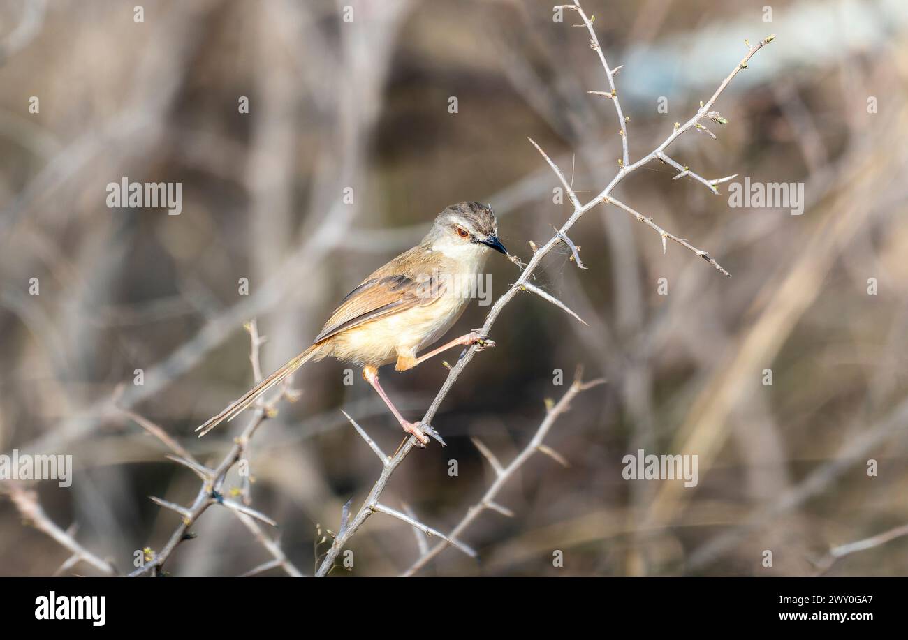 A tawny-flanked prinia, Prinia subflava, perched atop a tree branch in ...