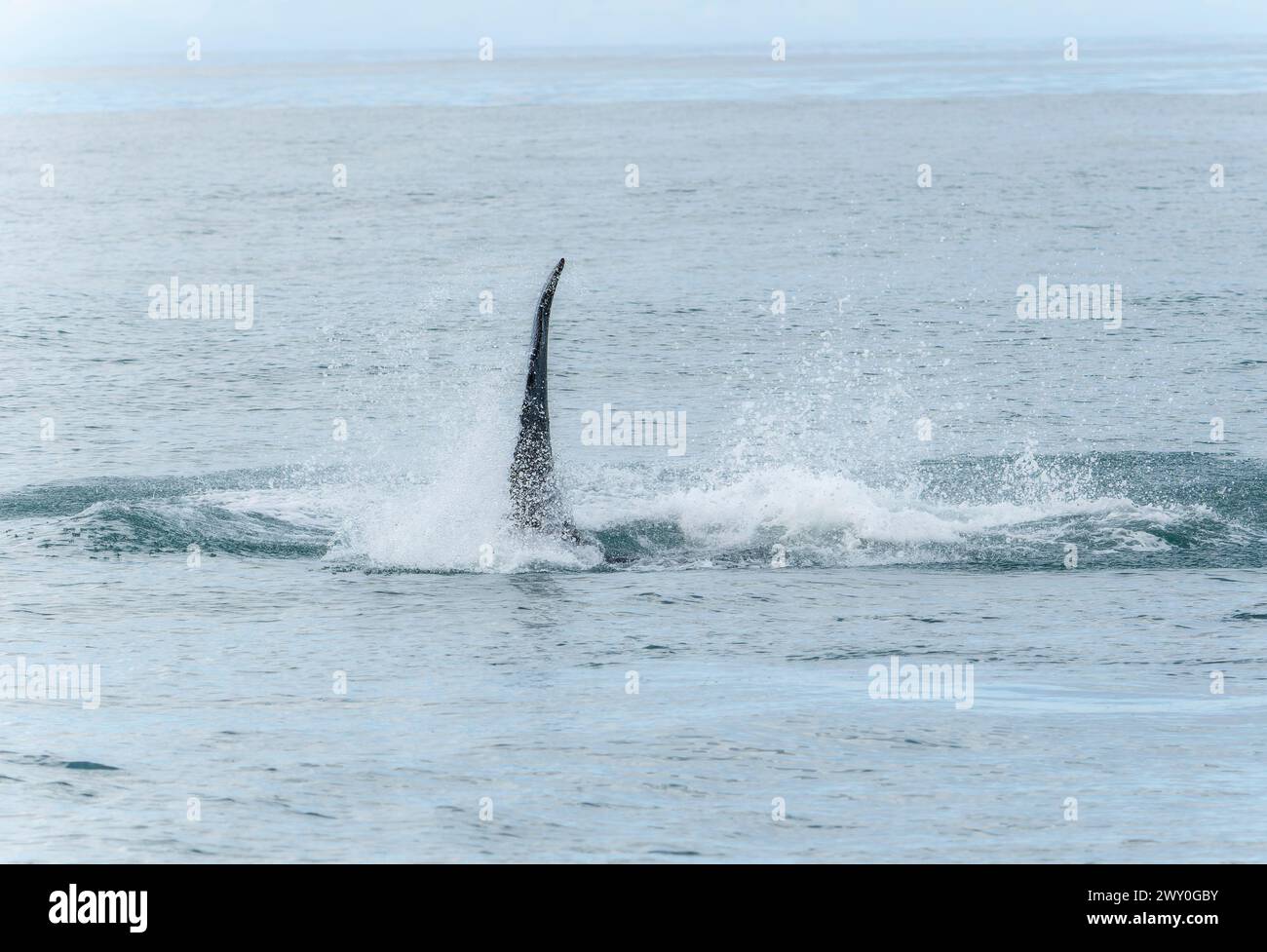 A Southern Right Whale's, Eubalaena australis, fin is out of the water ...