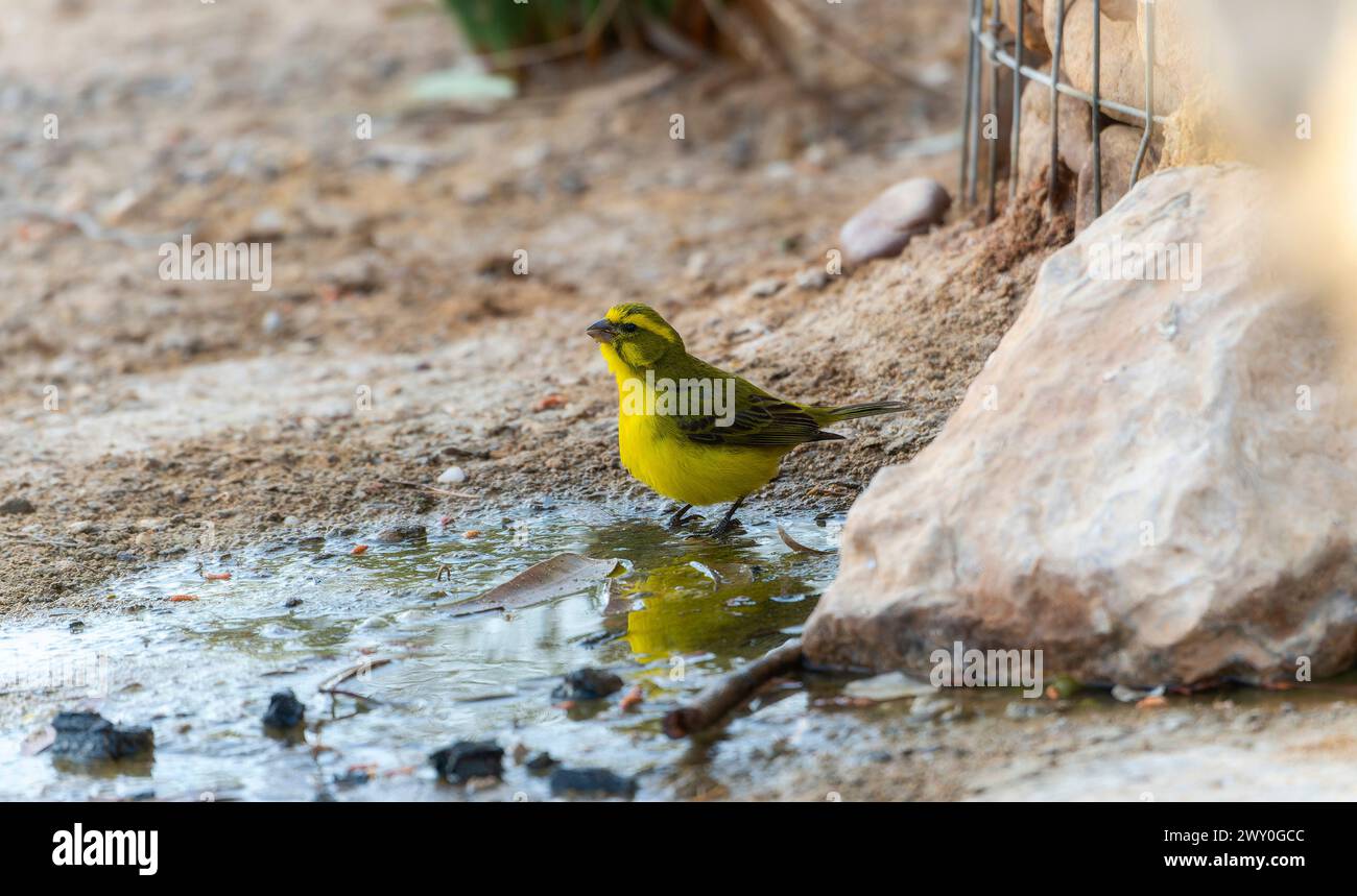A Yellow Canary, Crithagra flaviventris, standing in a puddle of water ...