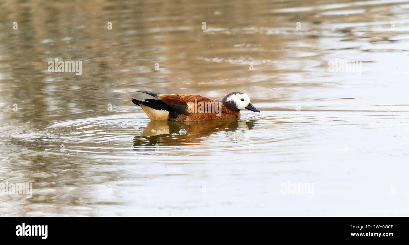 A South African Shelduck, scientifically known as Tadorna cana ...