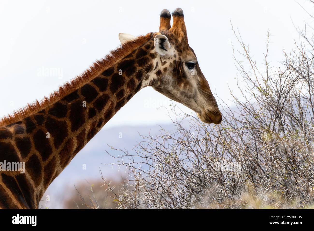 A southern African giraffe stands tall next to a tree in a vast open ...