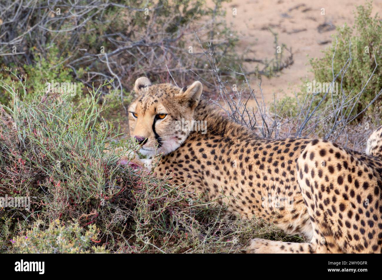 A Southern African Cheetah, Acinonyx jubatus ssp. jubatus, is lying in ...