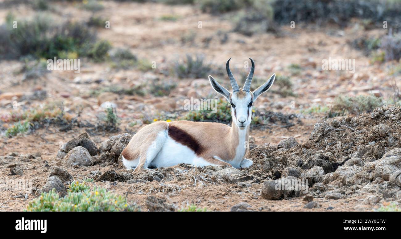 A springbok gazelle, Antidorcas marsupialis, is seen sitting in the ...