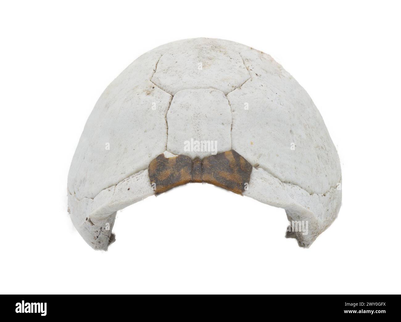 Florida box turtle terrapene carolina bauri Cut Out Stock Images ...