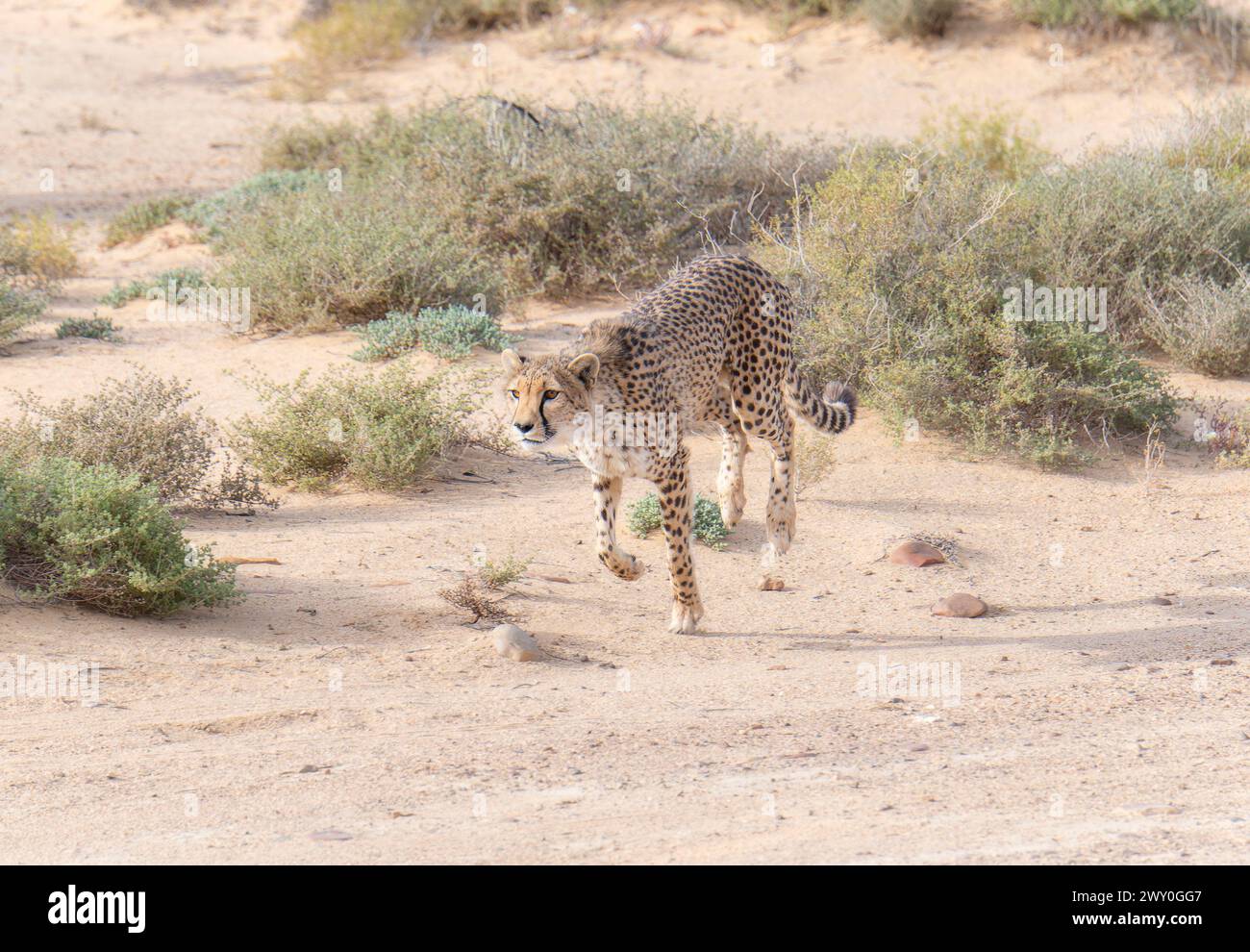 A Southern African Cheetah, Acinonyx jubatus ssp. jubatus, runs through ...