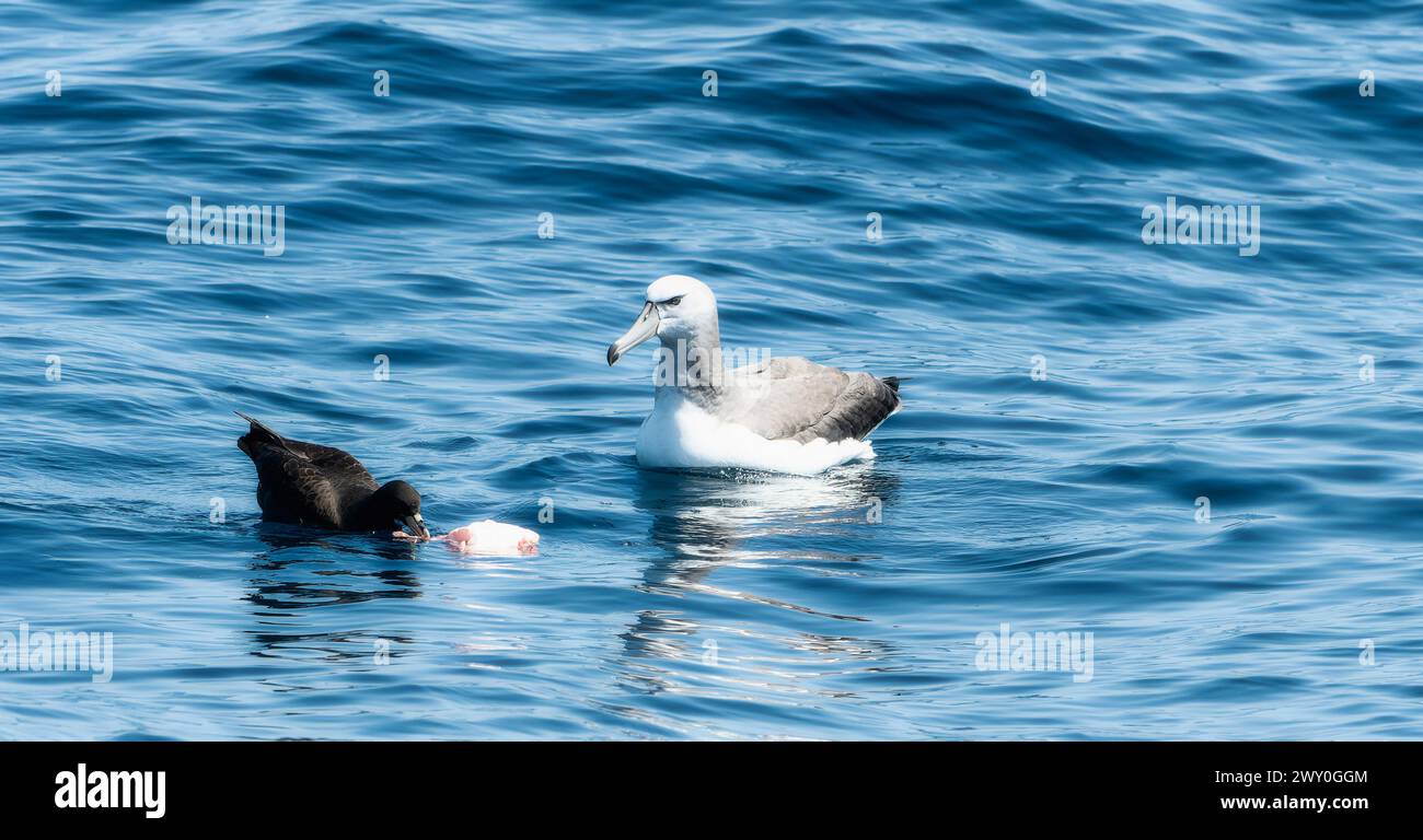 Klingkip fish hi-res stock photography and images - Alamy