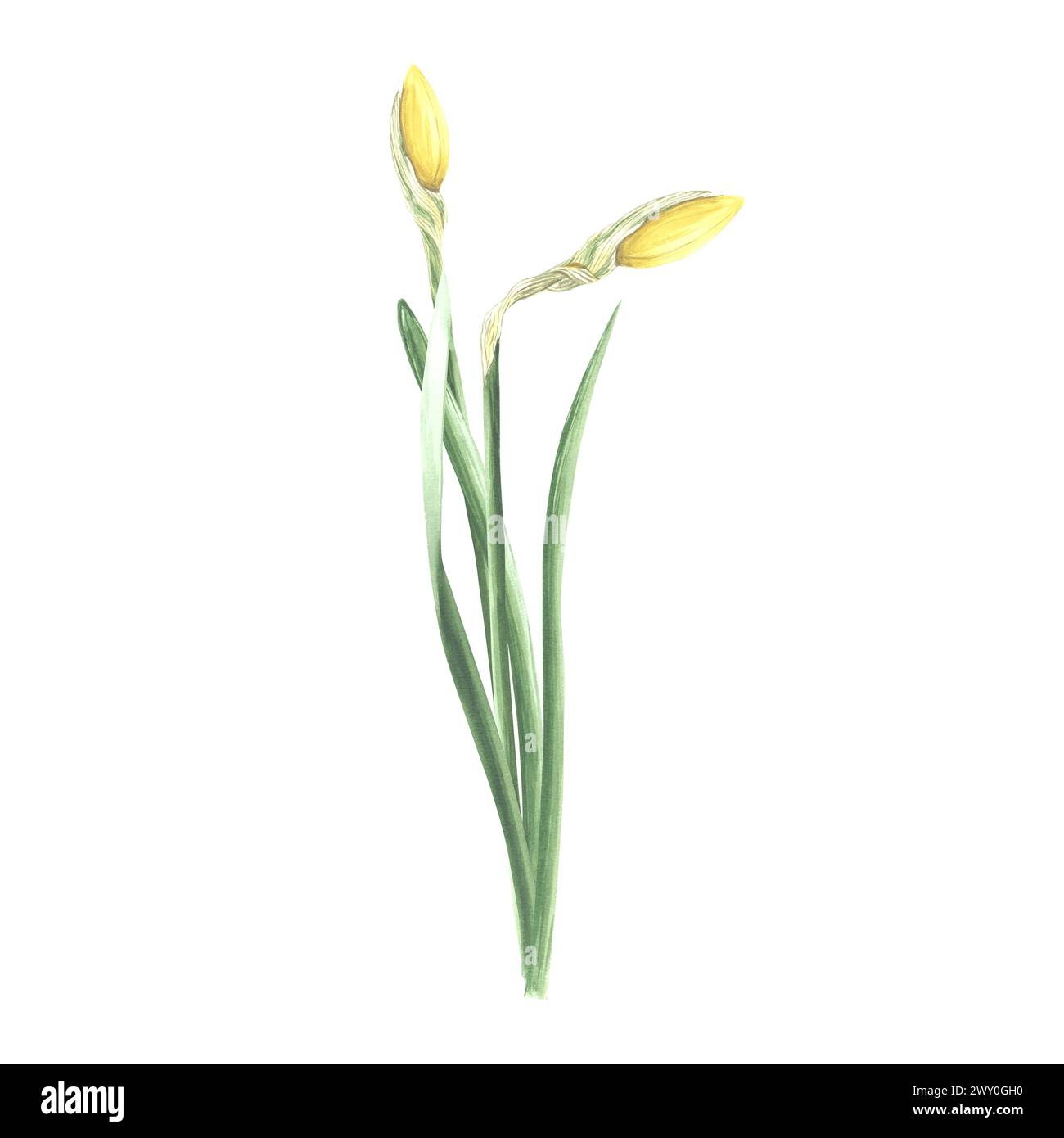 Watercolor daffodil flowers and buds. Isolated hand drawn illustration ...