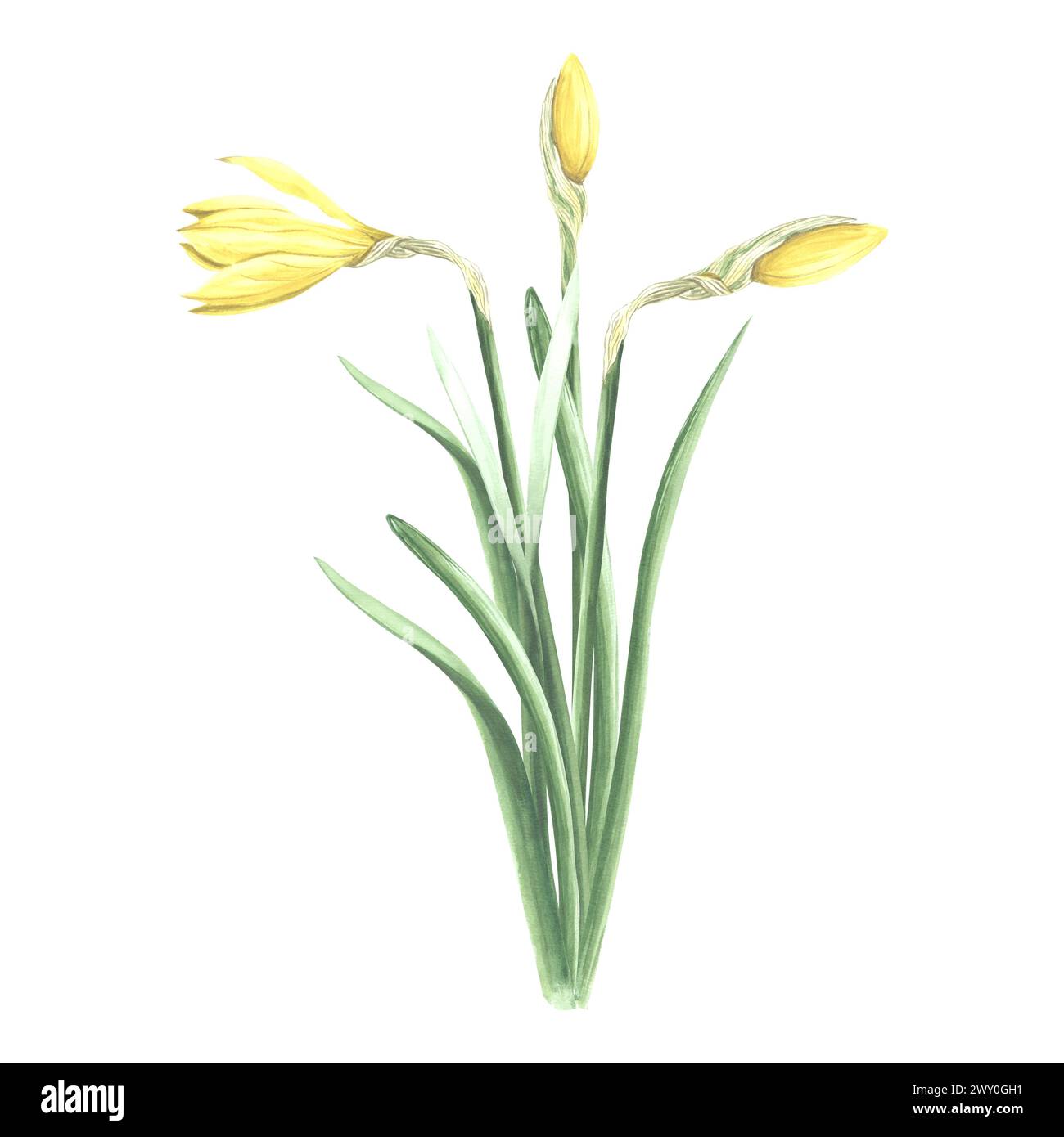 Watercolor daffodil flowers and buds. Isolated hand drawn illustration ...