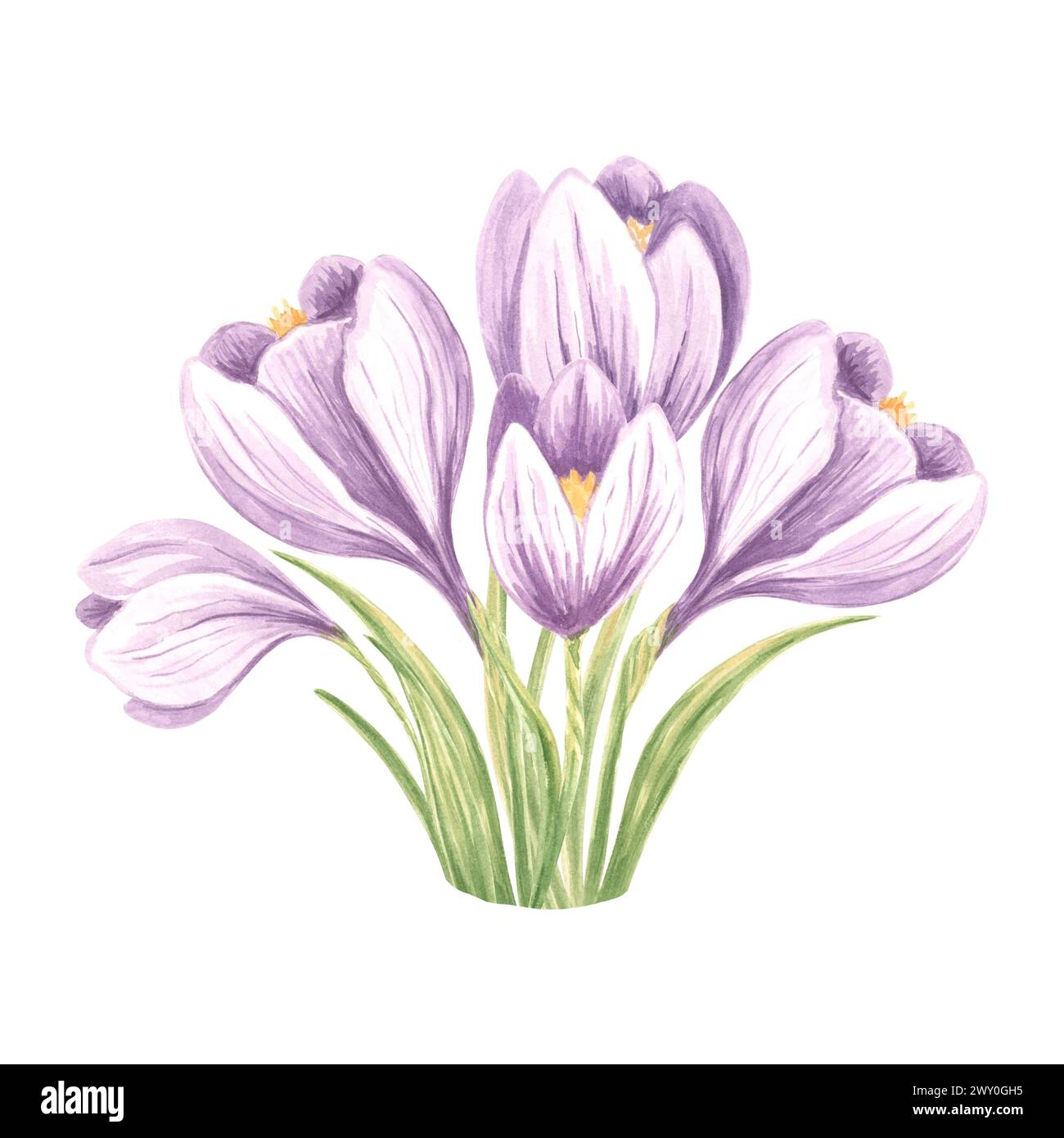 Violet crocus flowers with leaves. Isolated hand drawn watercolor ...