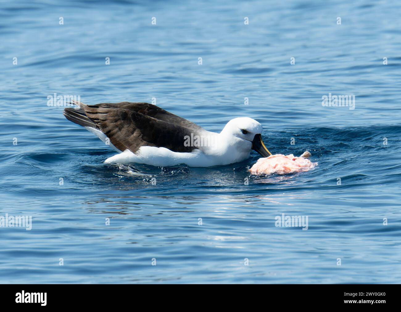 A yellow-nosed Albatross, Thalassarche chlororhynchos, is seen in the ...