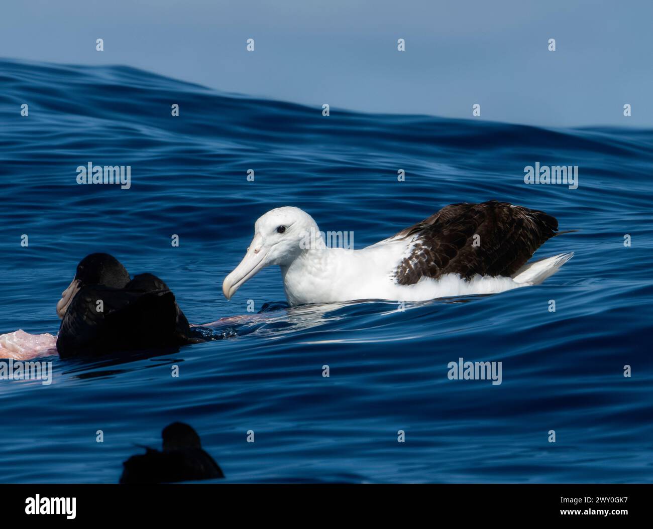A Southern Royal Albatross, Diomedea epomophora ssp. epomophora ...