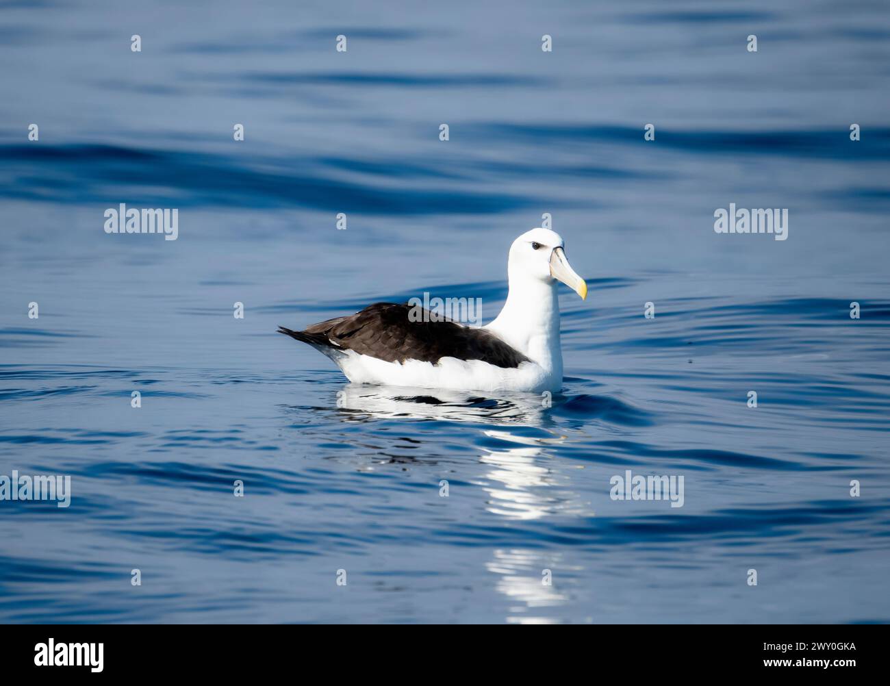 A White-capped Albatross, Thalassarche cauta, peacefully floating on ...