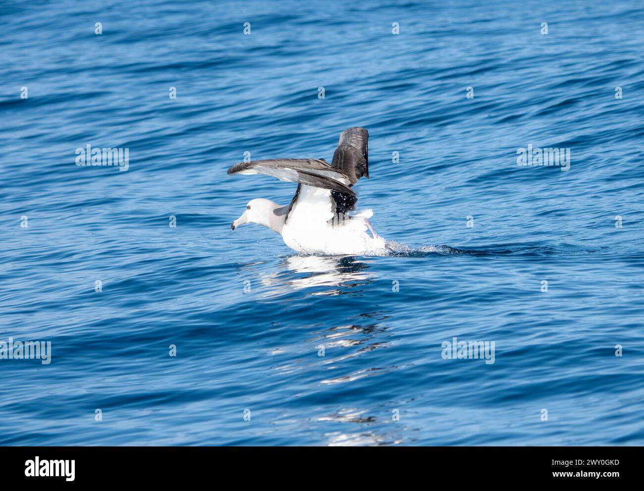 A white-capped albatross, Thalassarche cauta, is taking off gracefully ...