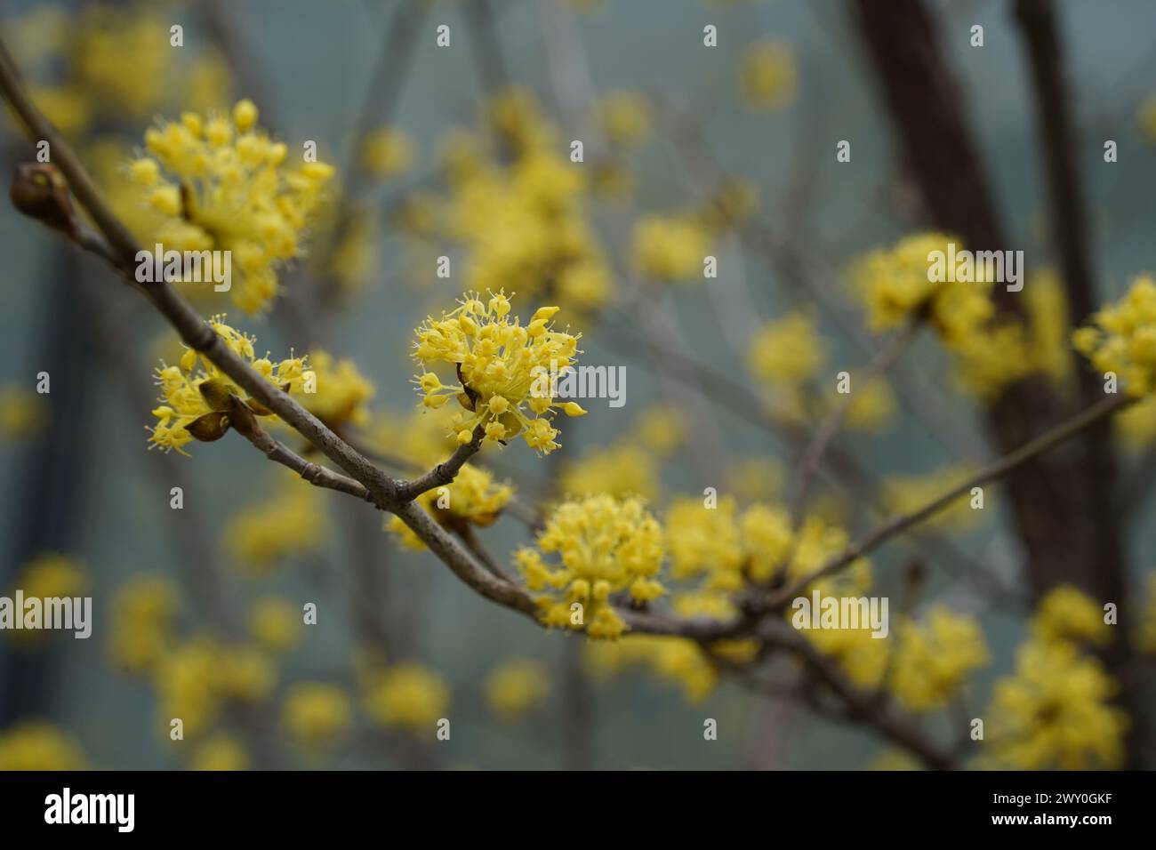 Cornus officinalis yellow flowers on a tree in spring Stock Photo - Alamy