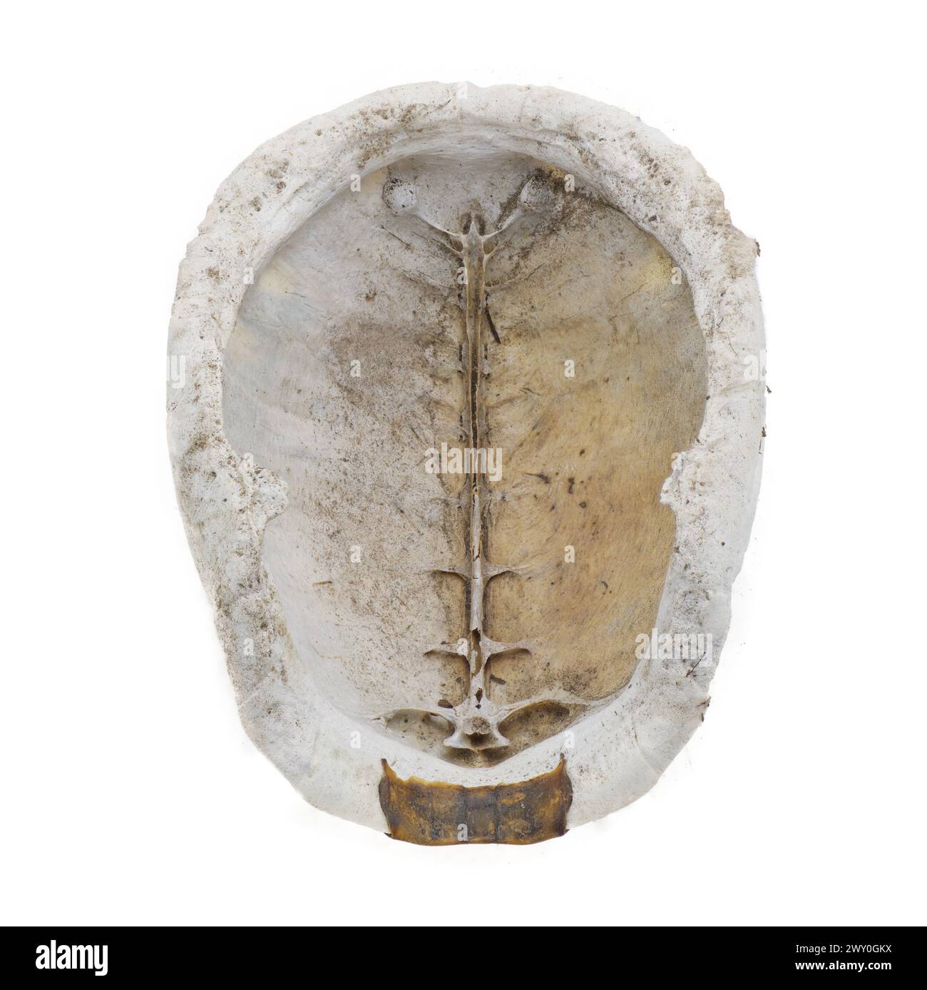 Florida box turtle terrapene carolina bauri Cut Out Stock Images ...