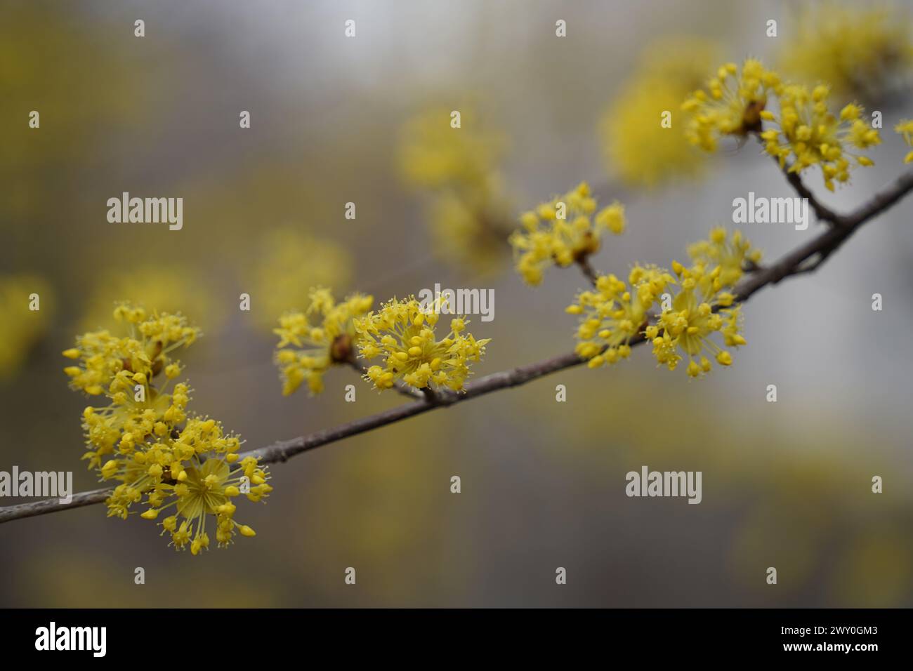 Cornus officinalis yellow flowers on a tree in spring Stock Photo - Alamy