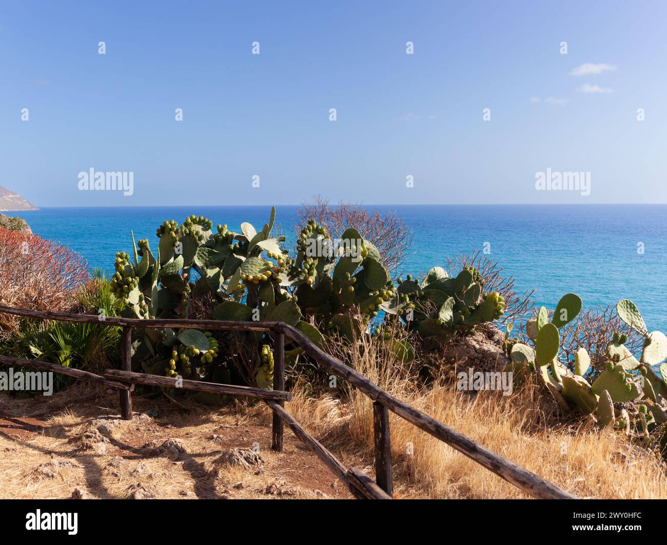 Prickly pears in the Zingaro Nature Reserve, between San Vito lo Capo ...