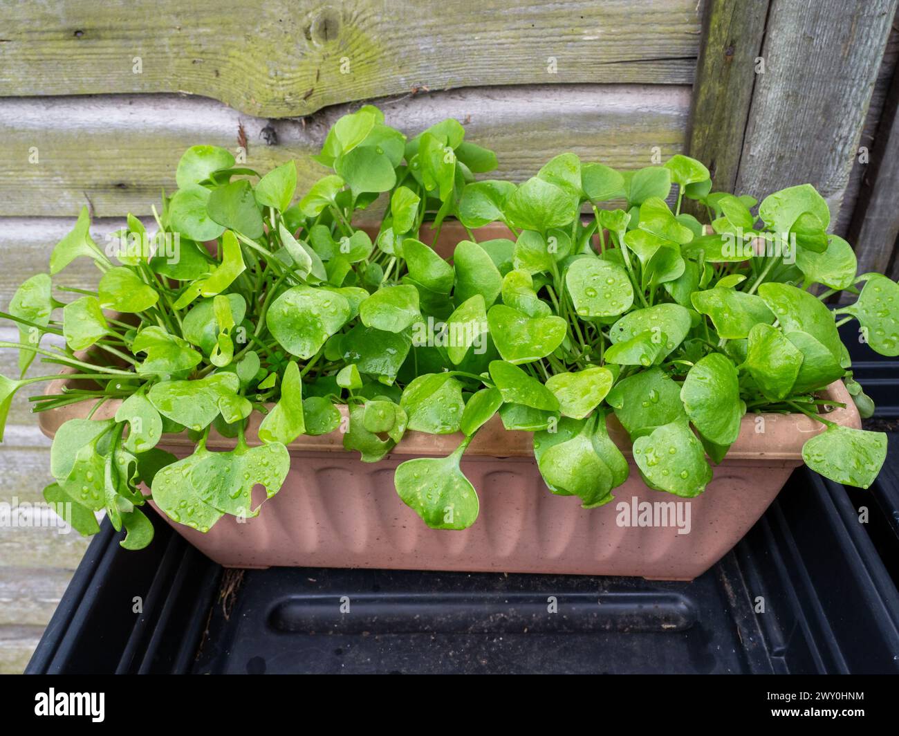 Miners lettuce, Claytonia perfoliata, growing in a plastic container ...