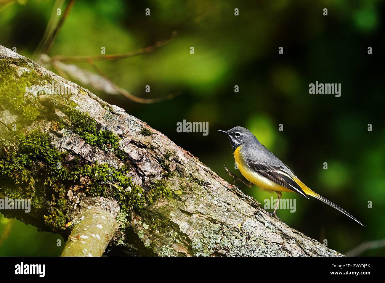 Grey wagtail in dublin hi-res stock photography and images - Alamy
