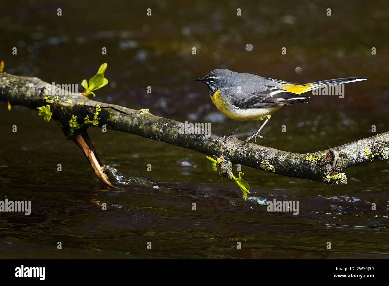 Grey wagtail in dublin hi-res stock photography and images - Alamy