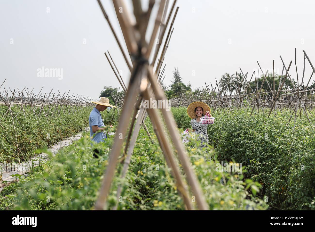 Dingan, China's Hainan Province. 3rd Apr, 2024. Tourists pick cherry ...