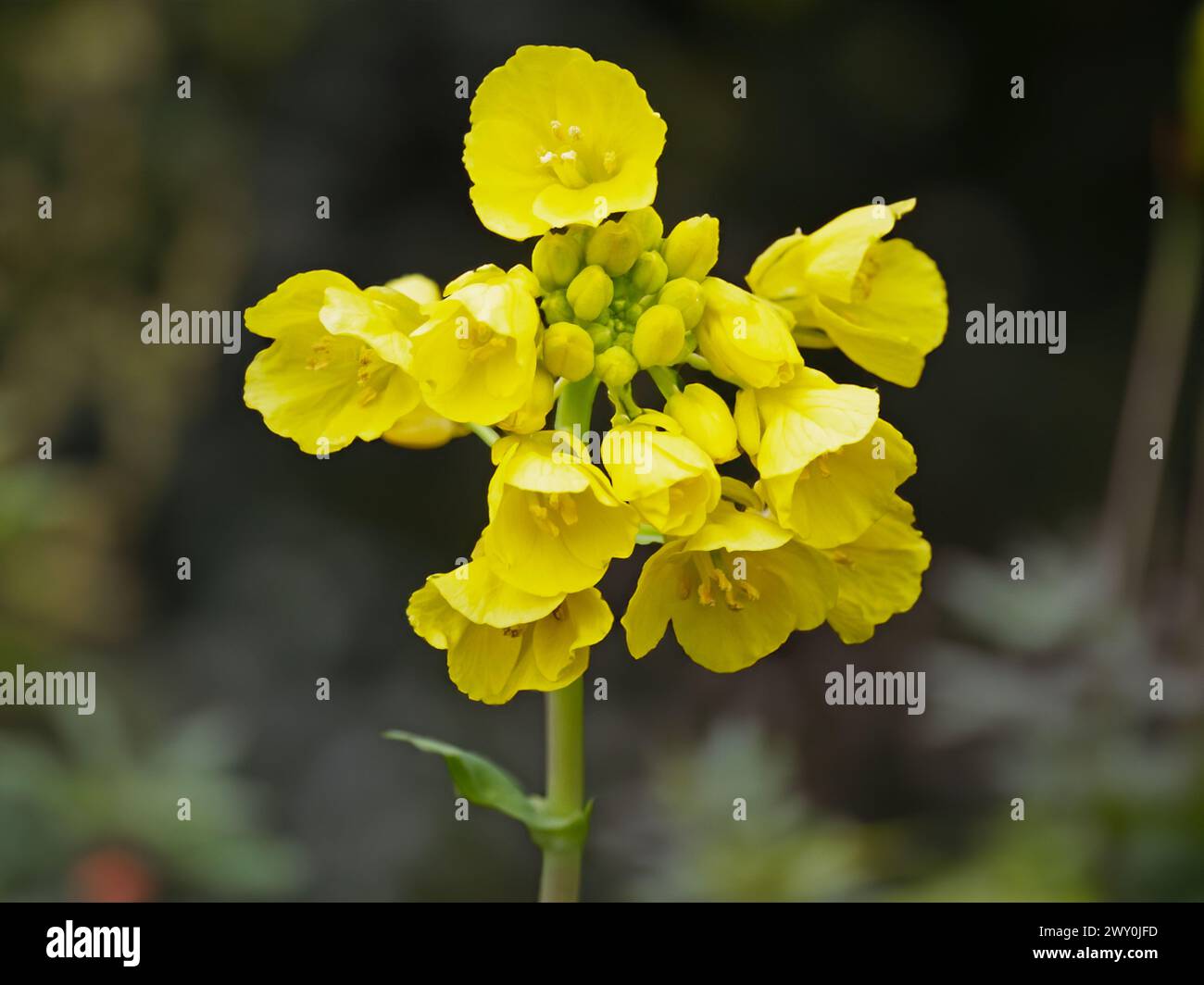 Yellow flowers on a tokyo bekana plant Stock Photo - Alamy
