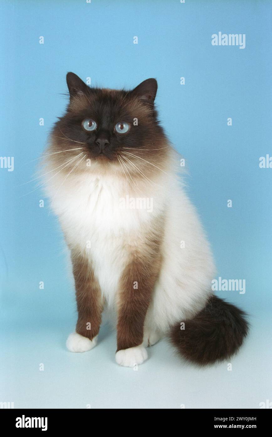 Birman Seal Point Cat Satup Stock Photo - Alamy