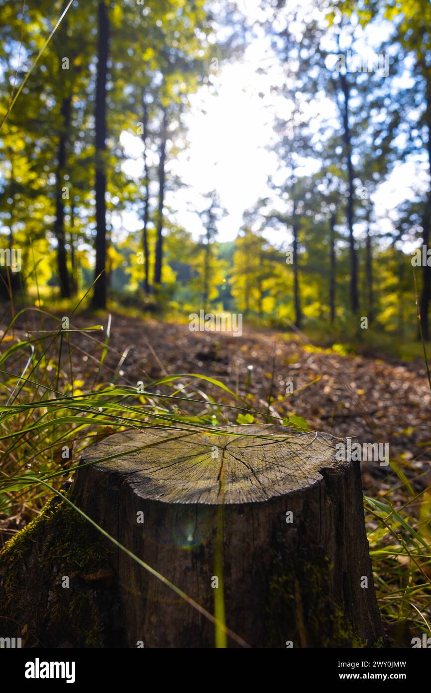 deforestation concept vertical photo. tree stump in focus. real wooden ...