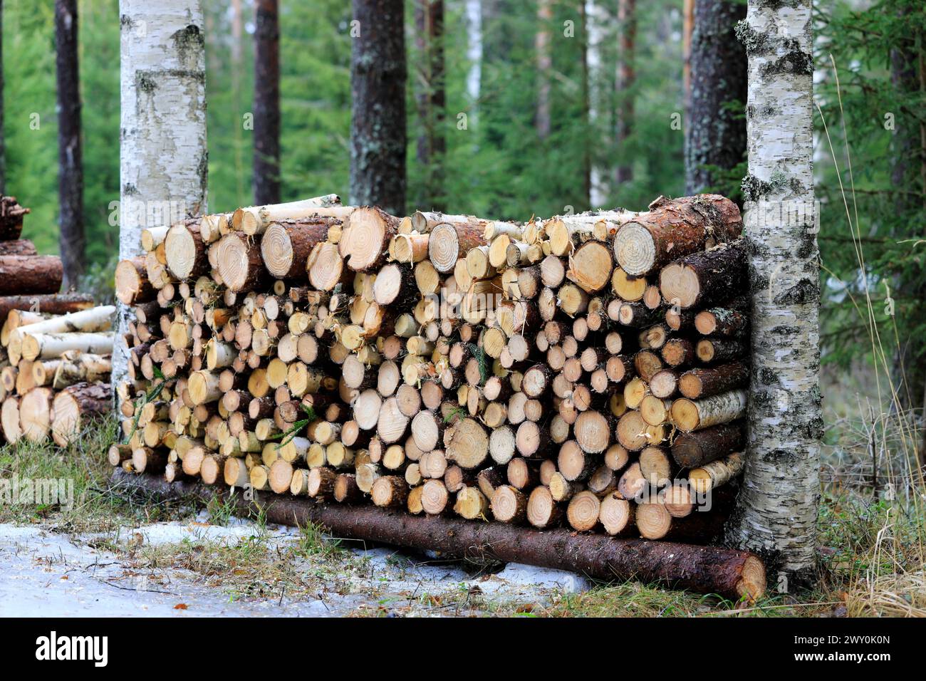Sawn firewood neatly stacked between two birch trees on a day of early ...