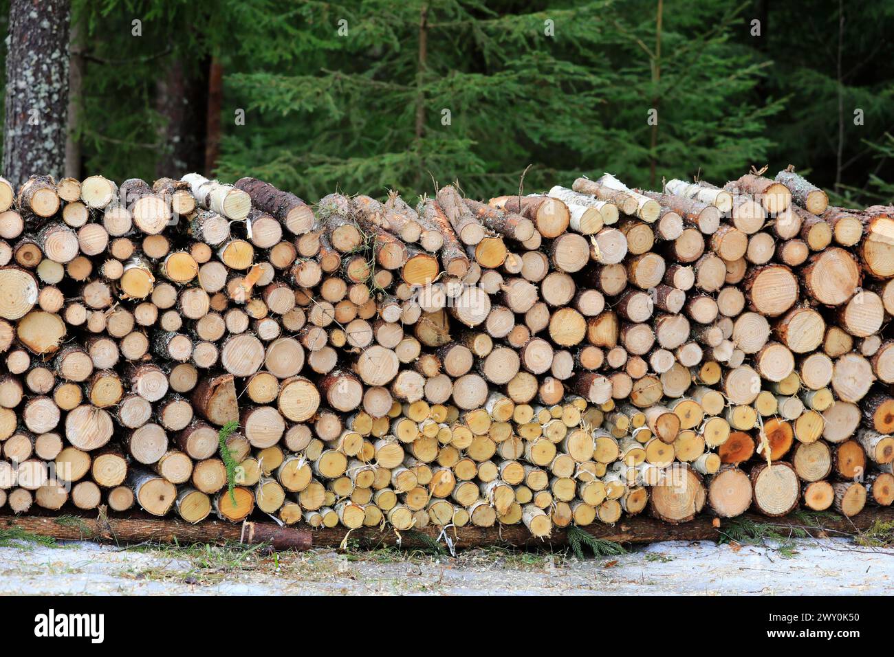 Sawn firewood neatly stacked by forest road on a day of early spring ...