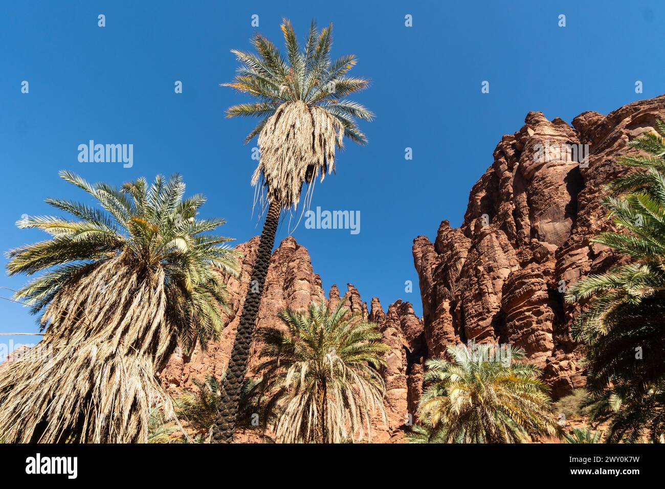 Wadi Al Disah, a famous stunning canyon and oasis near Tabuk in Saudi ...