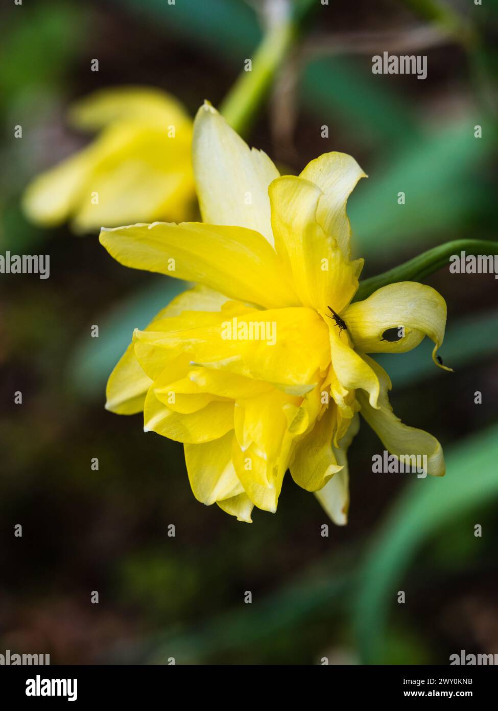 Pale and darker yellow double flower of the early spring blooming ...