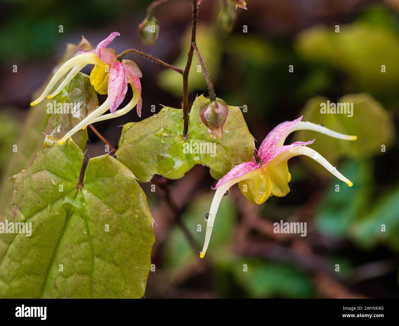Epimedium fire dragon hi-res stock photography and images - Alamy