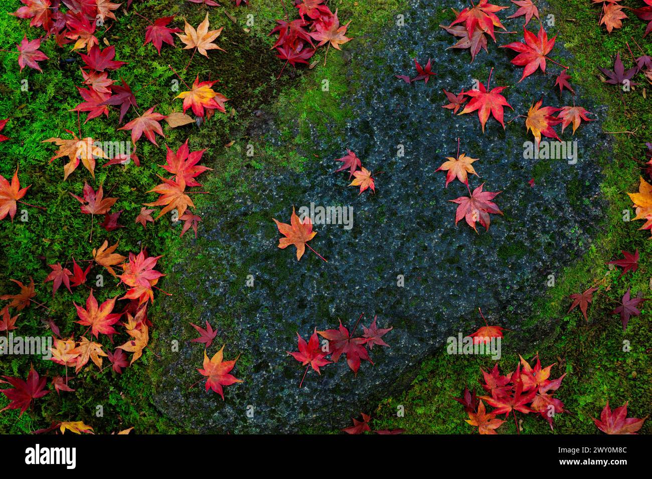 Red maple leaves fallen on the stone and the fresh wet moss in a Japanese garden Stock Photo - Alamy