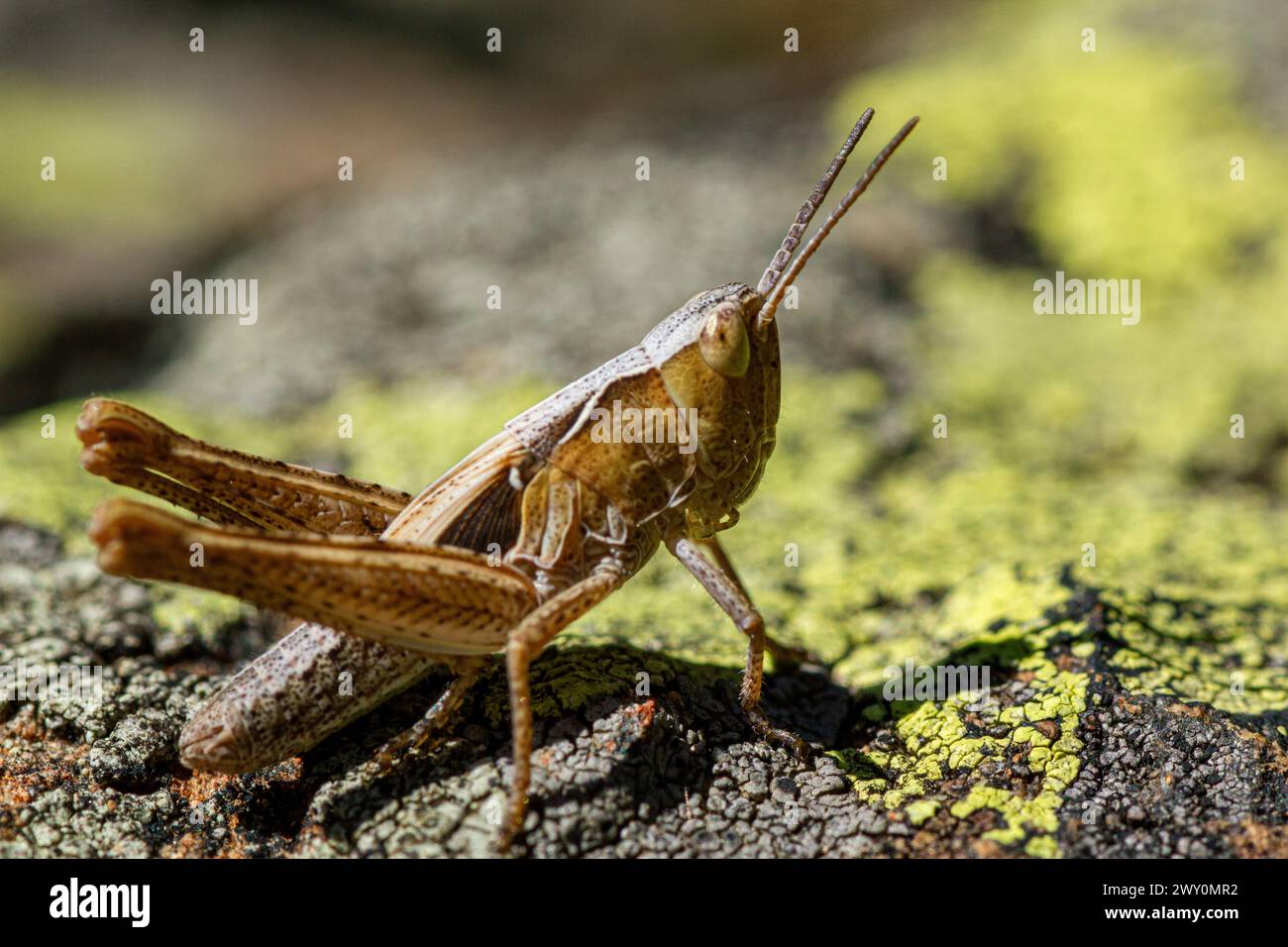 Live grasshopper hi-res stock photography and images - Alamy