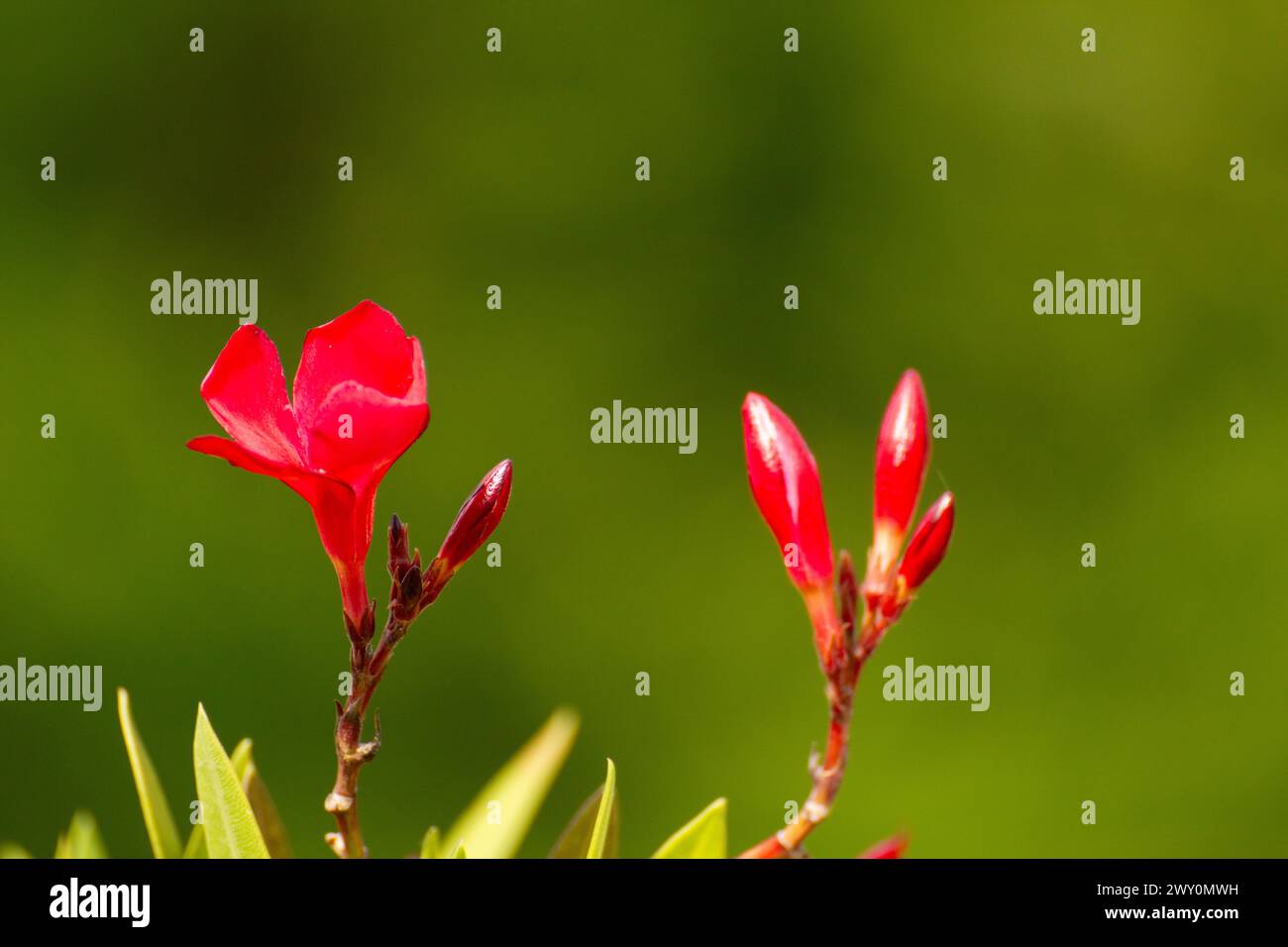 Nerium oleander apocynaceae hi-res stock photography and images - Alamy