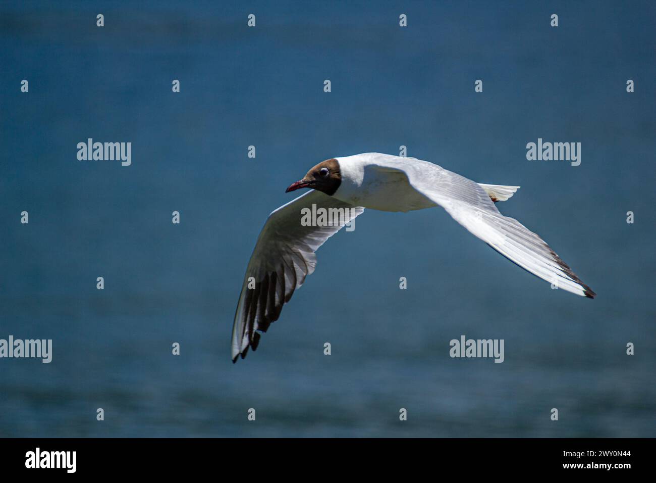 Seagull wildlife animal flying hi-res stock photography and images - Alamy
