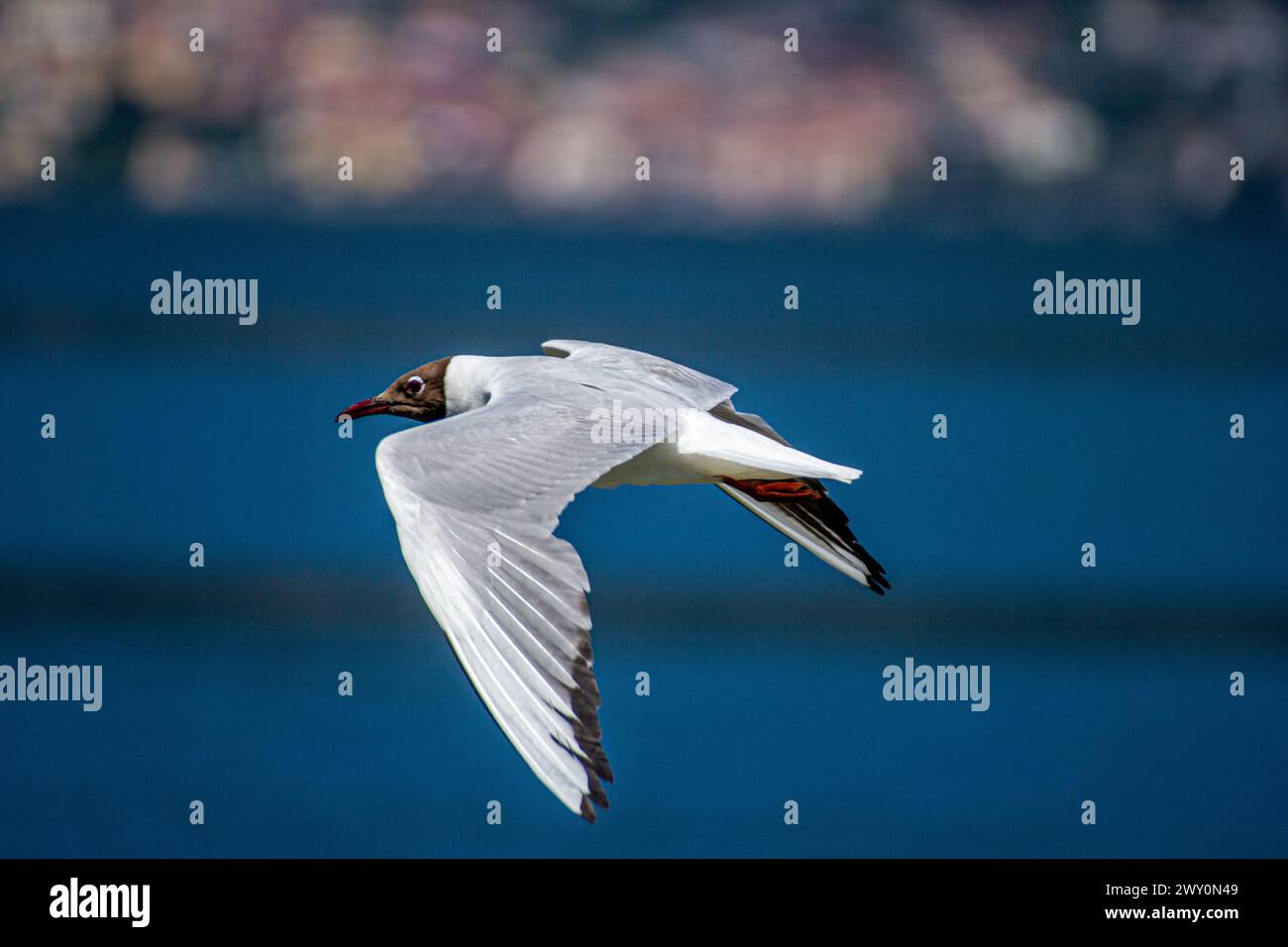 Seagull wildlife animal flying hi-res stock photography and images - Alamy