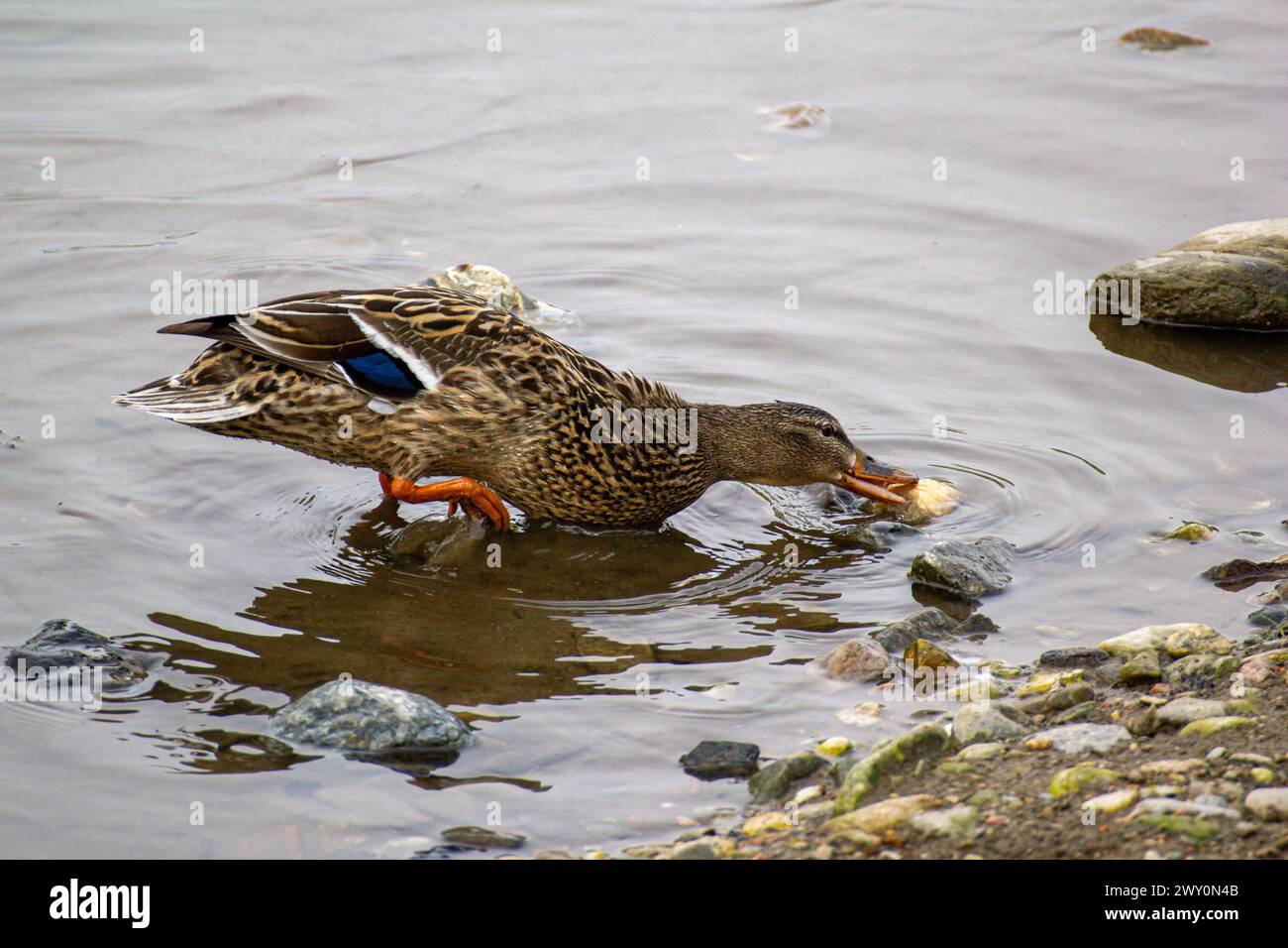 Mallard duck eating bread Stock Photo - Alamy