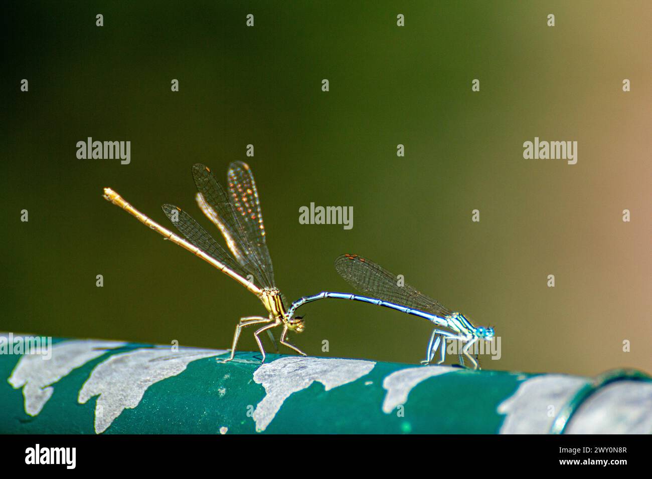 Insects mating hi-res stock photography and images - Alamy