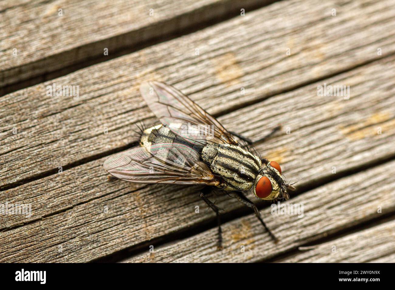 Grey flesh fly hi-res stock photography and images - Alamy