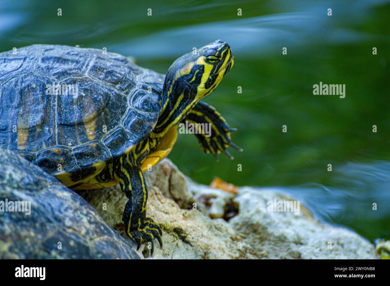 Turtle with many colors hi-res stock photography and images - Alamy
