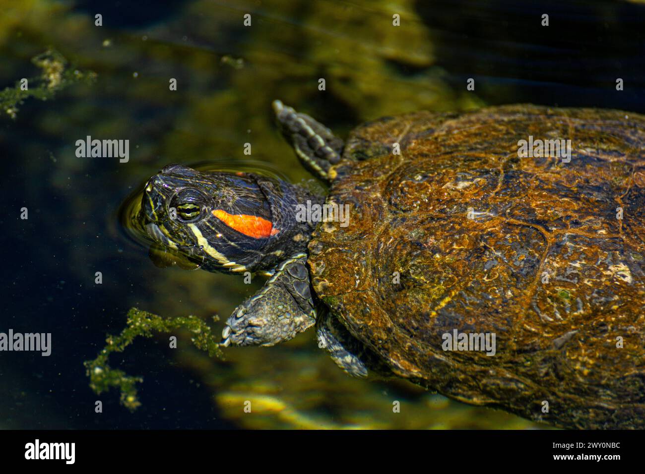 Yellow green turtle hi-res stock photography and images - Alamy