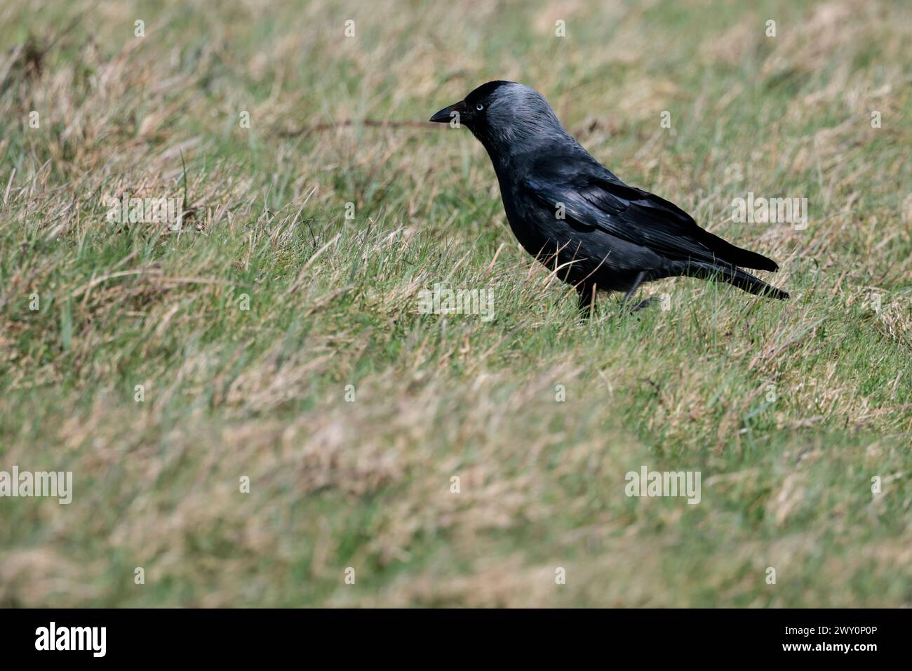 jackdaw corvus monedula, black back and face dark grey underparts grey ...