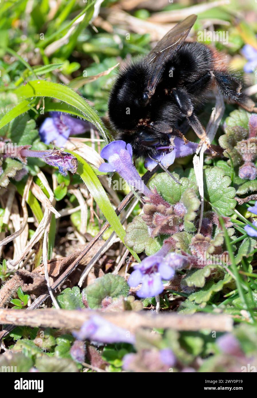 Black bumble bee looking into flower hi-res stock photography and ...