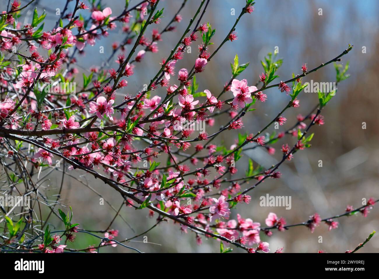 The branches of a peach tree in full bloom Stock Photo - Alamy
